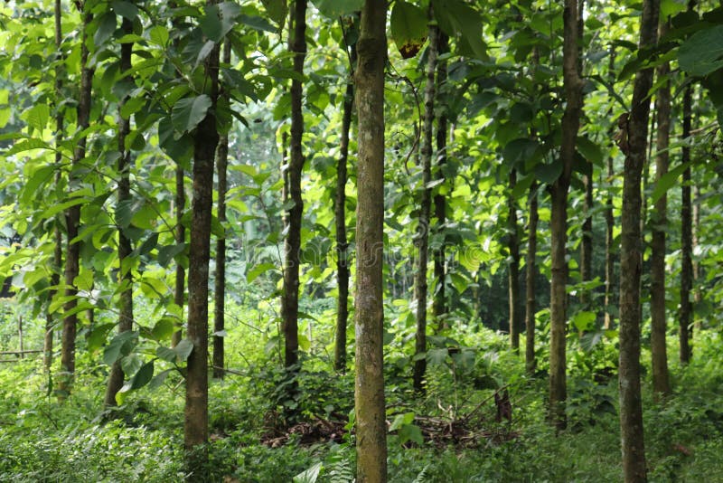Backgrounds of Beautiful Cannabis Trees are Growing on the Ground Stock ...