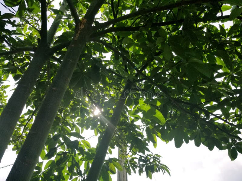 Nature green trees stock photo. Image of green, nature - 121259958