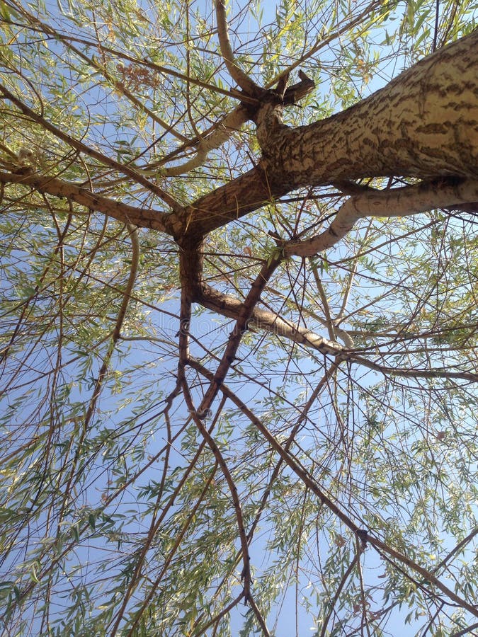 Nature stock photo. Image of travel, green, trees, undertree - 153858216