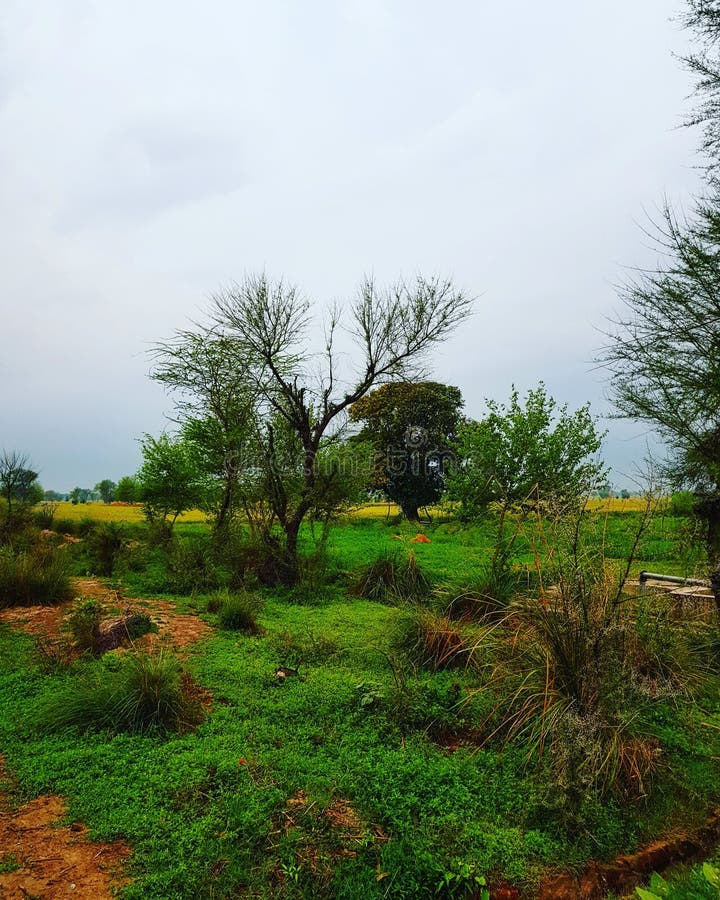 Nature green vegetation stock photo. Image of meadow - 180385576