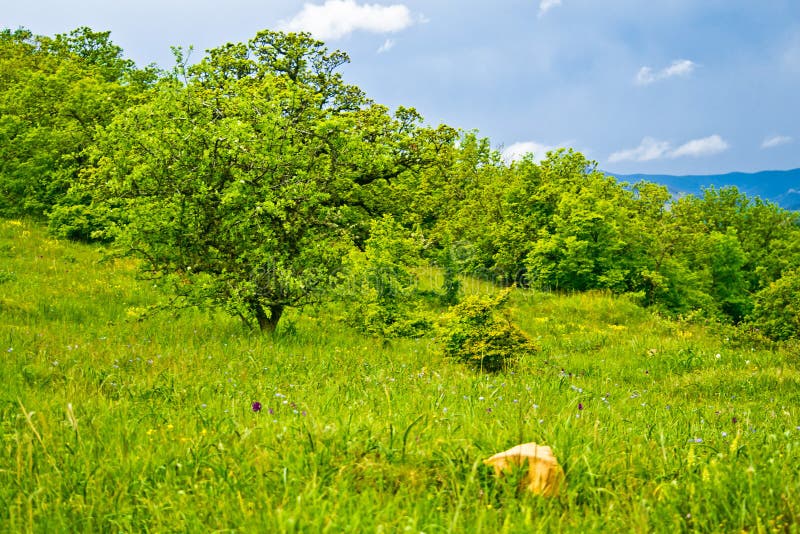 Nature in the greenery 8 stock photo. Image of green - 153927314
