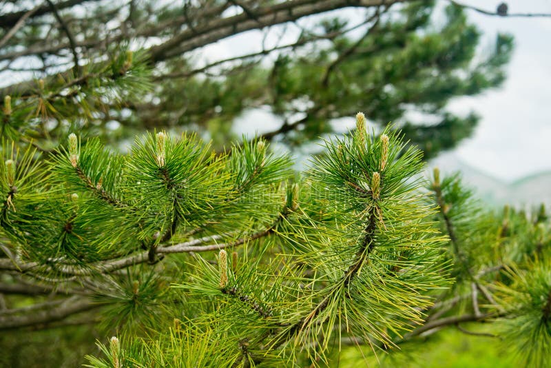 Nature in the greenery 4 stock image. Image of abstract - 153927377