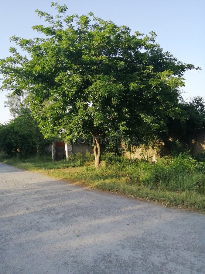 Nature Greenery Road Tree Beauty Stock Photo - Image of nature, road ...