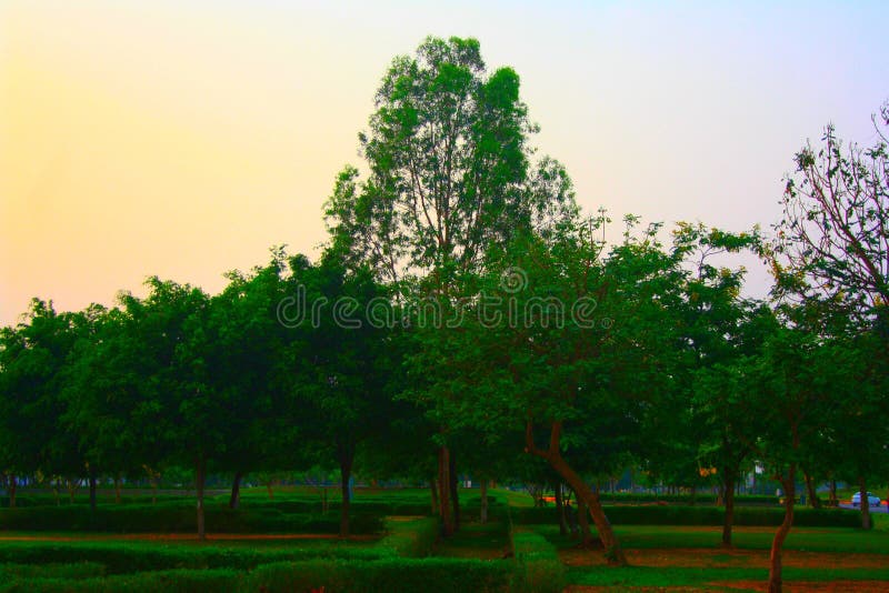 Nature greenery trees stock image. Image of trees, greenery - 115440221