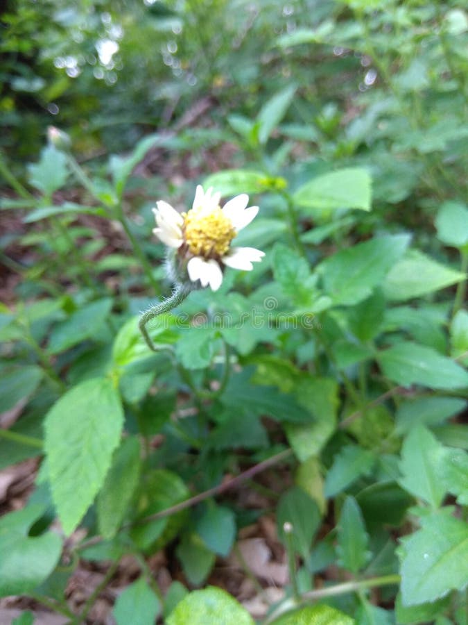 Nature stock photo. Image of nature, leef, greenree - 124792642