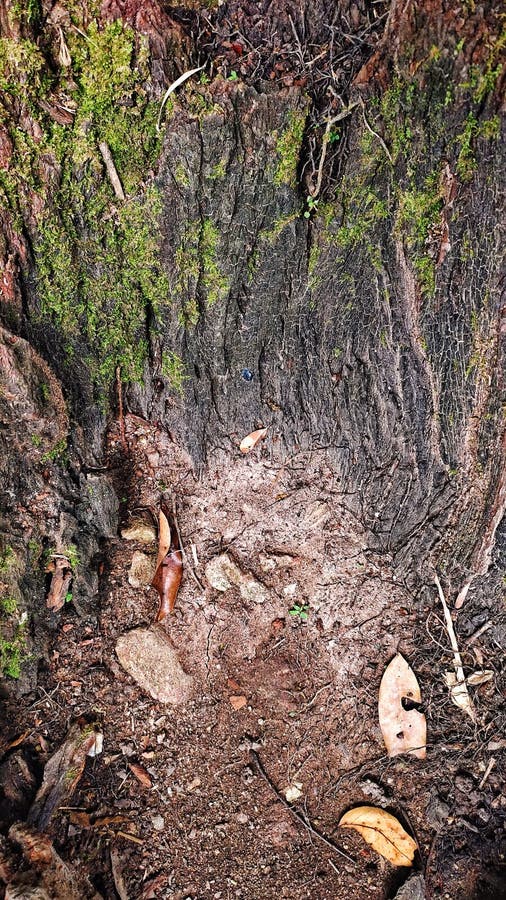 Nature Ground in the Forest Stock Image - Image of wildlife, trail ...