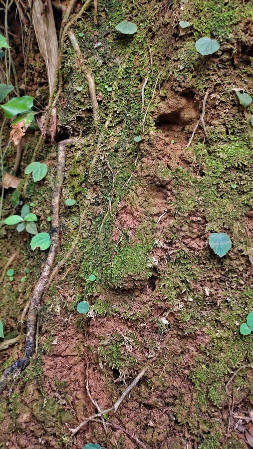 Nature Ground in the Forest Stock Photo - Image of ground, autumn ...