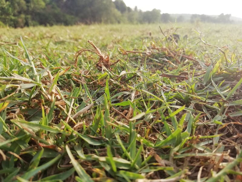 Nature ground grass image stock photo. Image of nature - 126467444