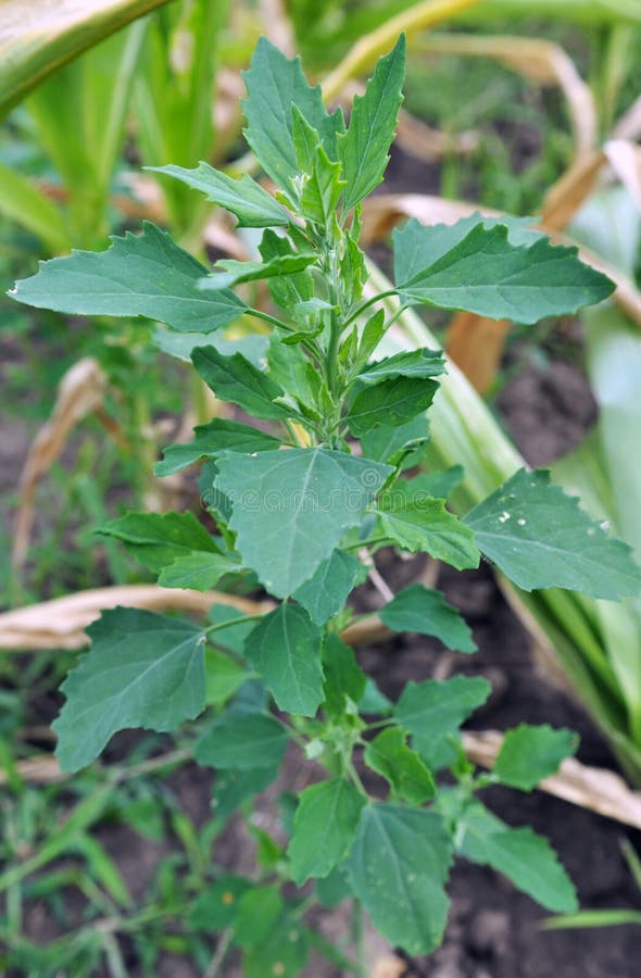 In Nature, the Grows Chenopodium Album Stock Photo - Image of closeup ...