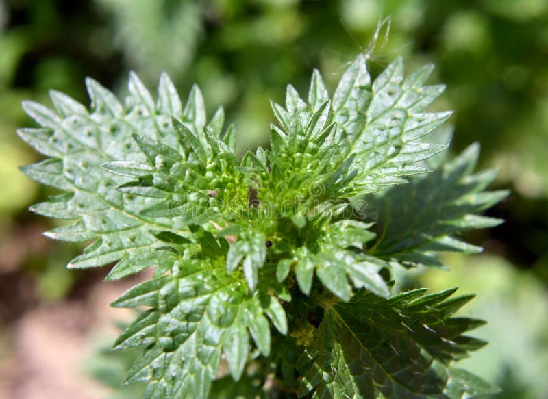 In Nature Grows Stinging Nettles Urtica Urens Stock Image - Image of ...