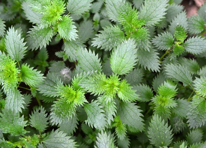 In Nature Grows Stinging Nettles Urtica Urens Stock Image - Image of ...