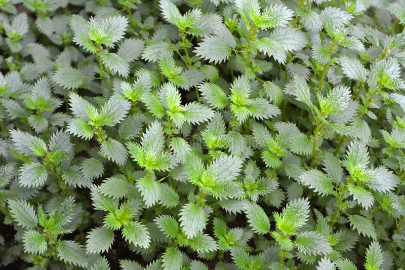 In Nature Grows Stinging Nettles (Urtica Urens Stock Image - Image of ...