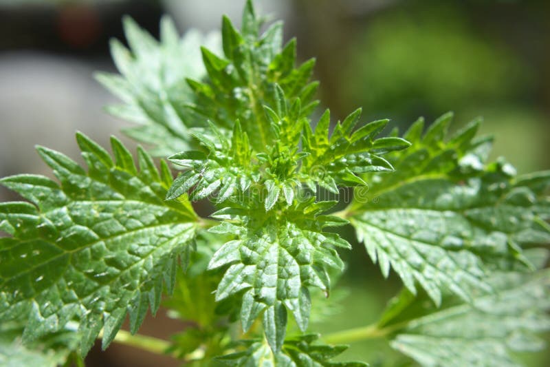 In Nature Grows Stinging Nettles (Urtica Urens Stock Photo - Image of ...