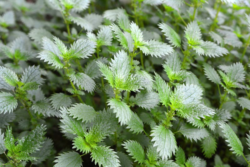 In Nature Grows Stinging Nettles (Urtica Urens Stock Photo - Image of ...