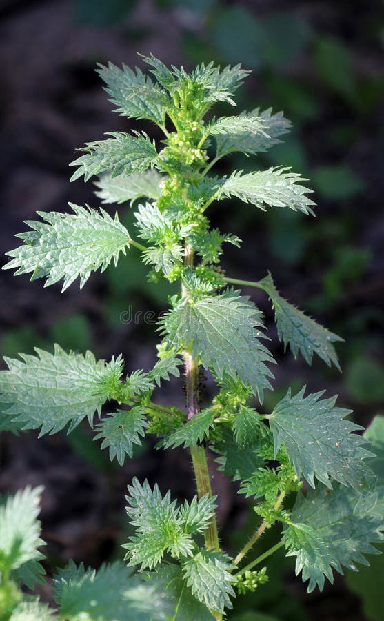 In Nature Grows Stinging Nettles (Urtica Urens Stock Image - Image of ...