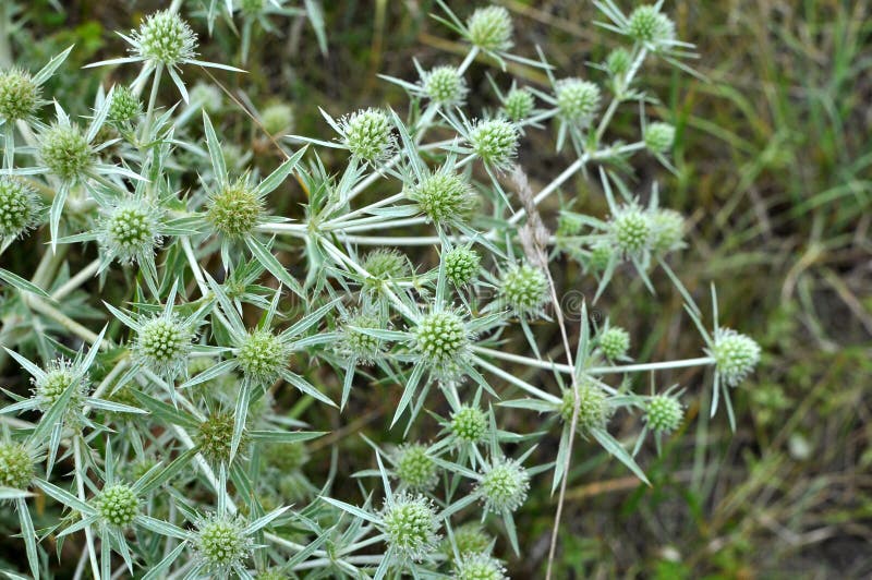 In Nature Grows Thistle Eryngium Campestre Stock Image - Image of ...