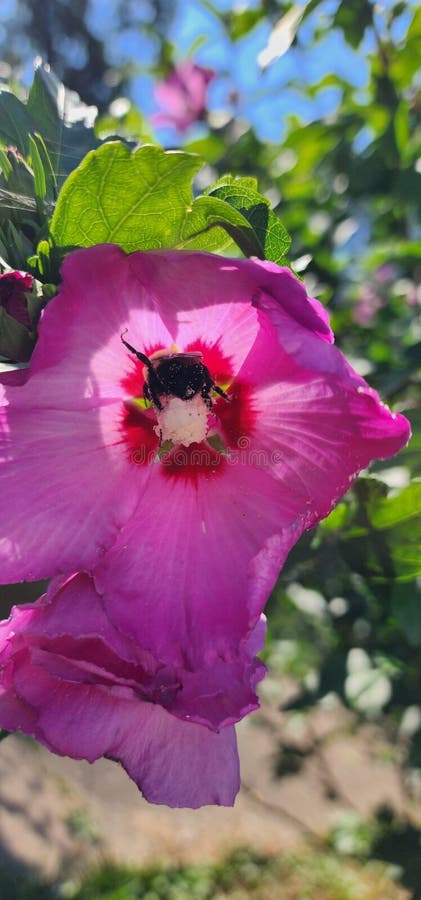 Nature hard at work stock photo. Image of nature, purple - 324635288