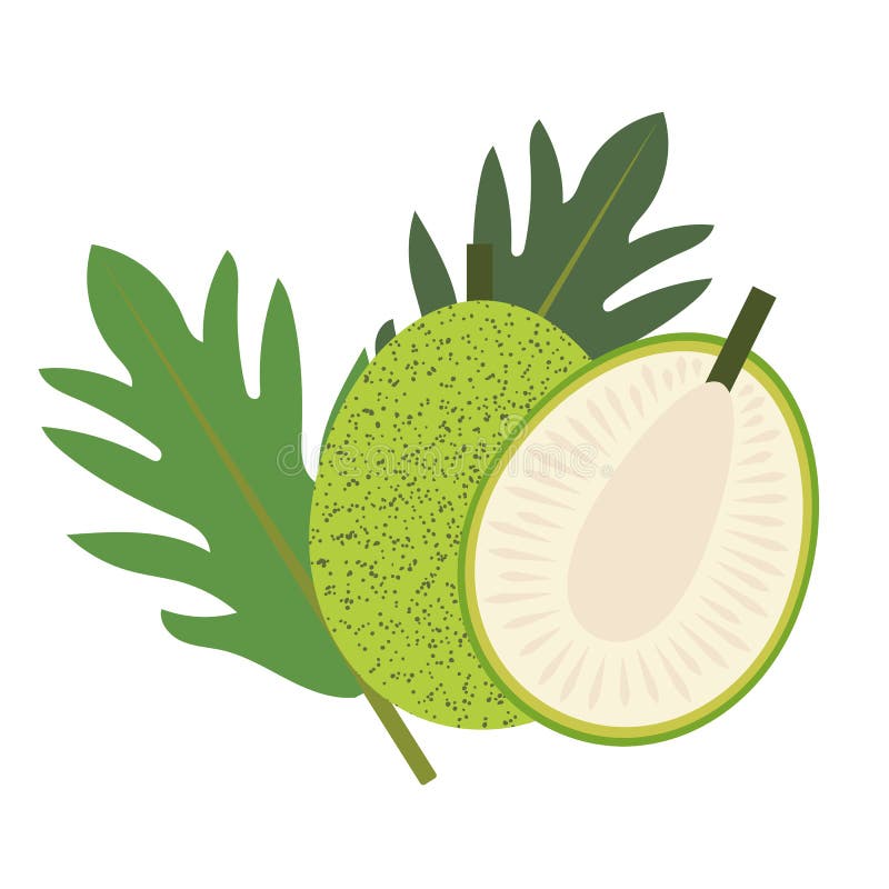 Breadfruit Stock Illustrations – 867 Breadfruit Stock Illustrations ...