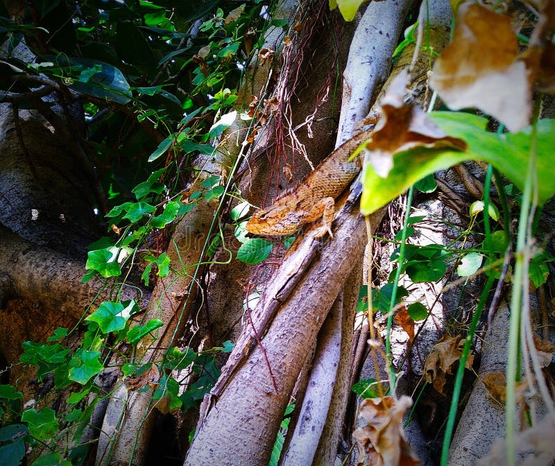 Nature hide for hunger stock image. Image of wildlife - 184733451