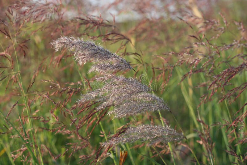 Nature stock photo. Image of landscape, environment, flowers - 40806690