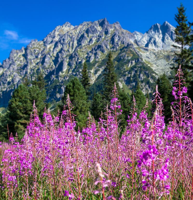 Nature in High Tatras, Slovakia Stock Image - Image of violet, vysoke ...