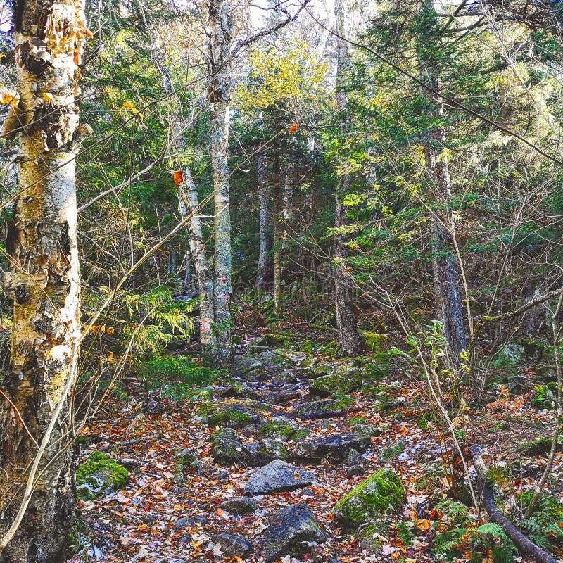 Nature, hiking stock photo. Image of quebec, mount, nature - 132503718