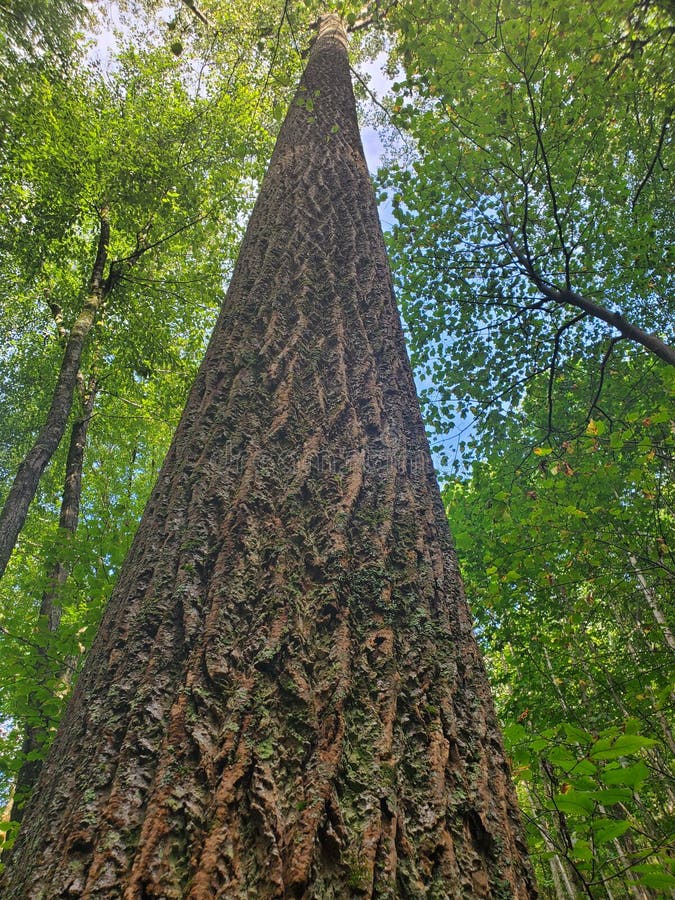 Nature Hiking Photo of Tree Standing Tall in the Middle of the Dense ...