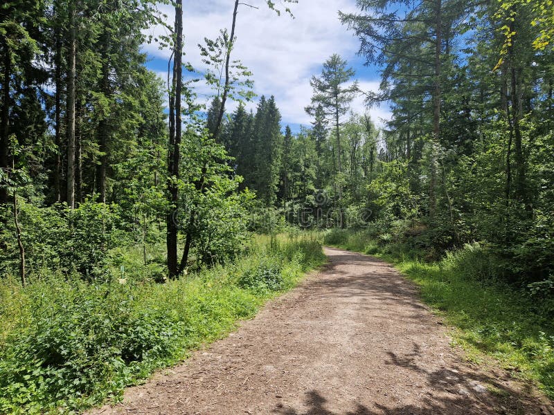 Nature hiking trails stock photo. Image of trail, nature - 258788082