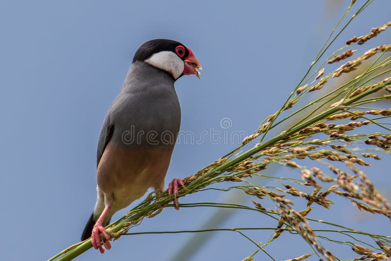 Nature Image De La Faune Belle Oiseau Java Moineau Lonchura Oryzivora ...