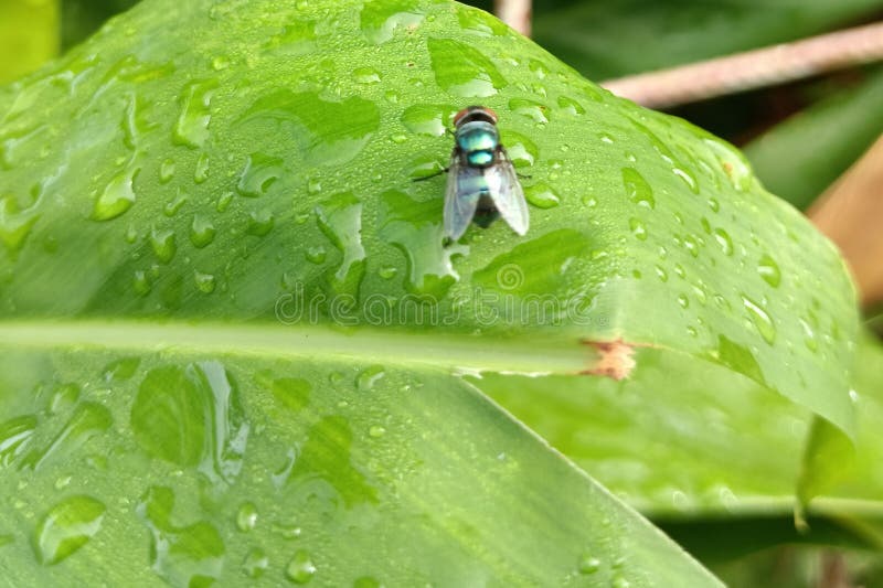 Nature Image. Insects Fly on a Green Wet Leaf. Stock Image - Image of ...
