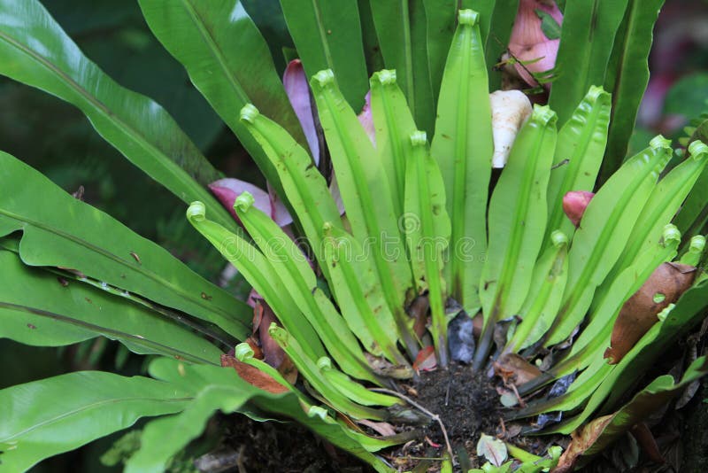 A Nature Image of Leave, Tree Back Ground Stock Photo - Image of ...