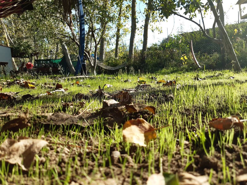 Nature Image of Leaves Falling from Trees in Autumn Season Stock Photo ...