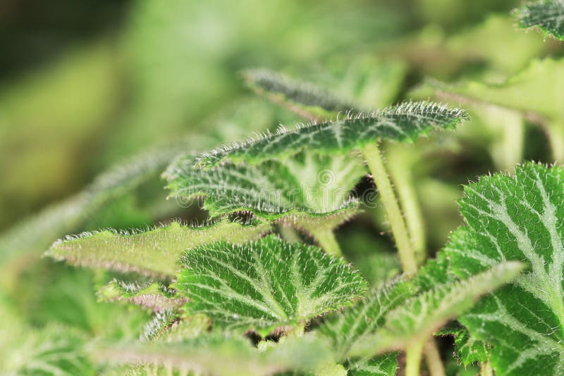 A Nature Image, the Plant at Nature Stock Image - Image of copy, leaves ...