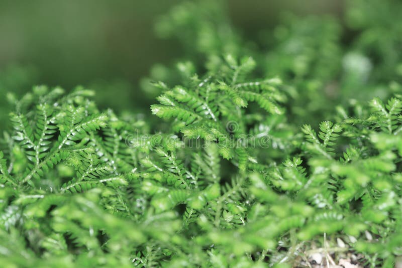 A Nature Image, the Plant at Nature Stock Image - Image of blooming ...