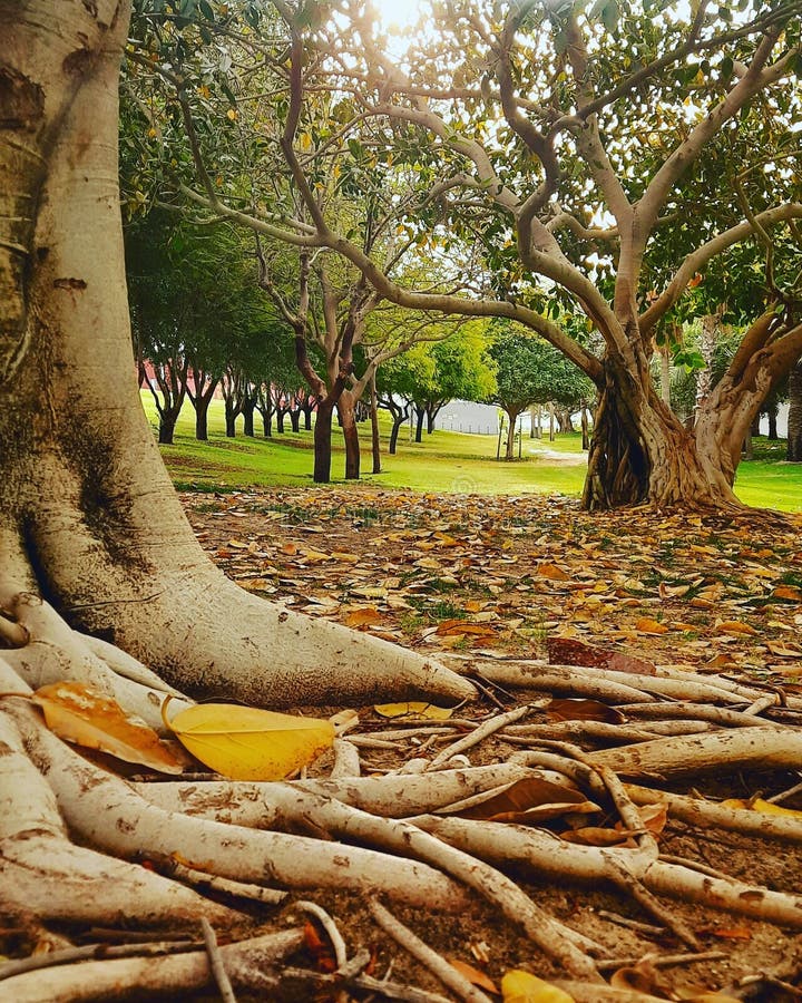 Image of a Bot Tree on the River Bank. a Wonderful View of the River ...
