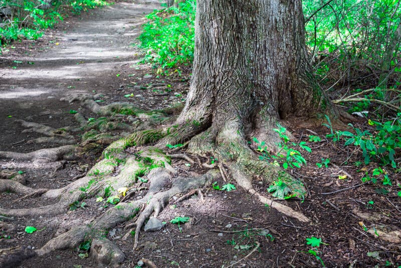 Nature image tree in forest with roots, Wooded Nature image tree in ...