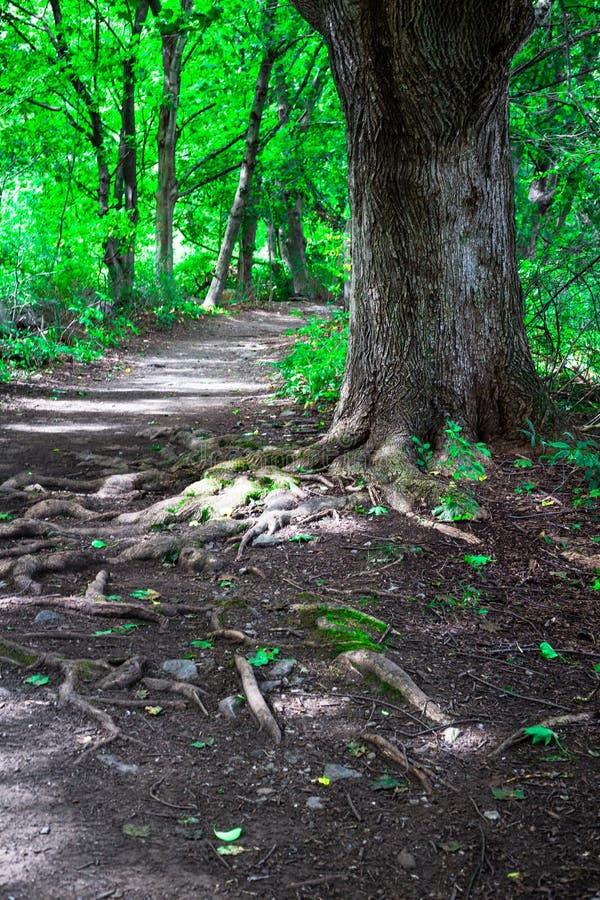 Image of a Bot Tree on the River Bank. a Wonderful View of the River ...