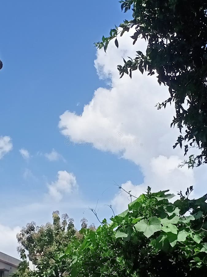 Nature imge stock image. Image of prairie, branch, field - 199114485