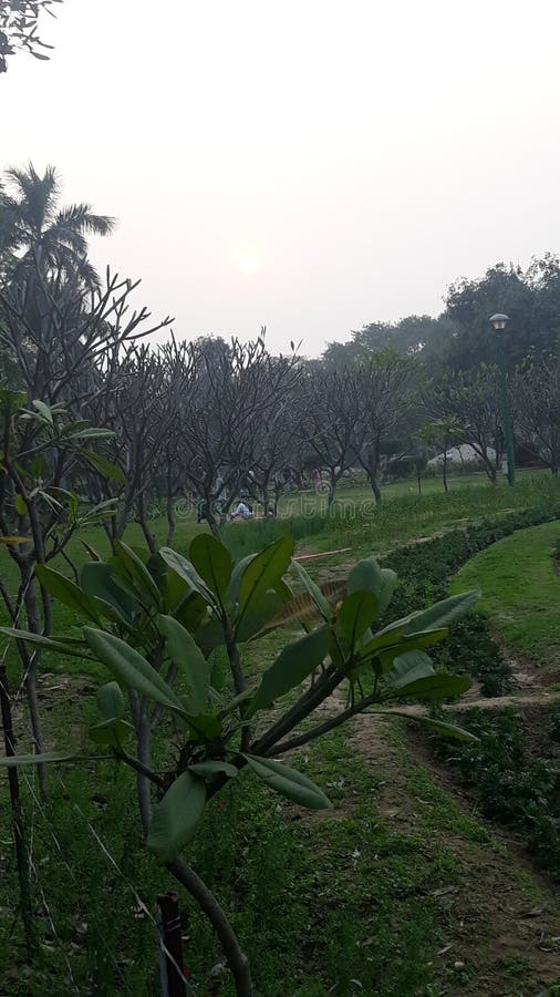 Nature of india stock photo. Image of tree, field, india - 210818636