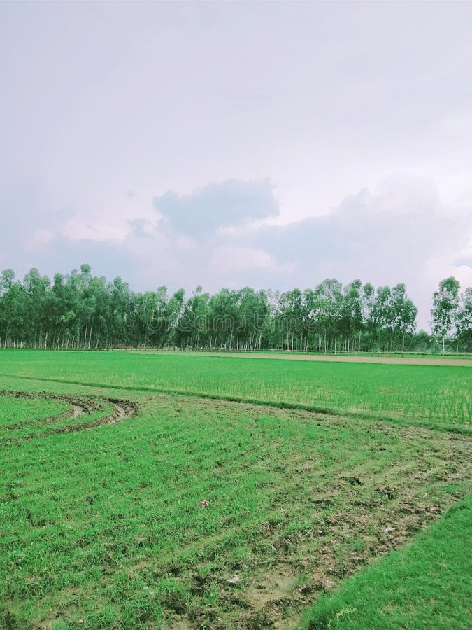 Nature stock image. Image of trees, farm, nature, greenry - 97002483