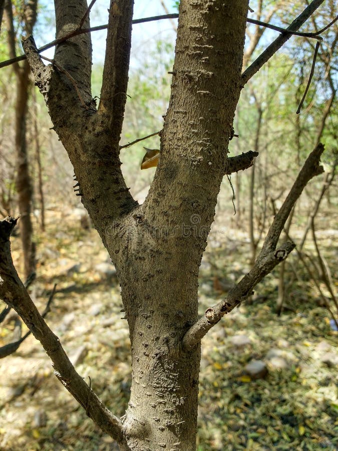 Nature stock photo. Image of trees, autumn, indian, vegetation - 69878300