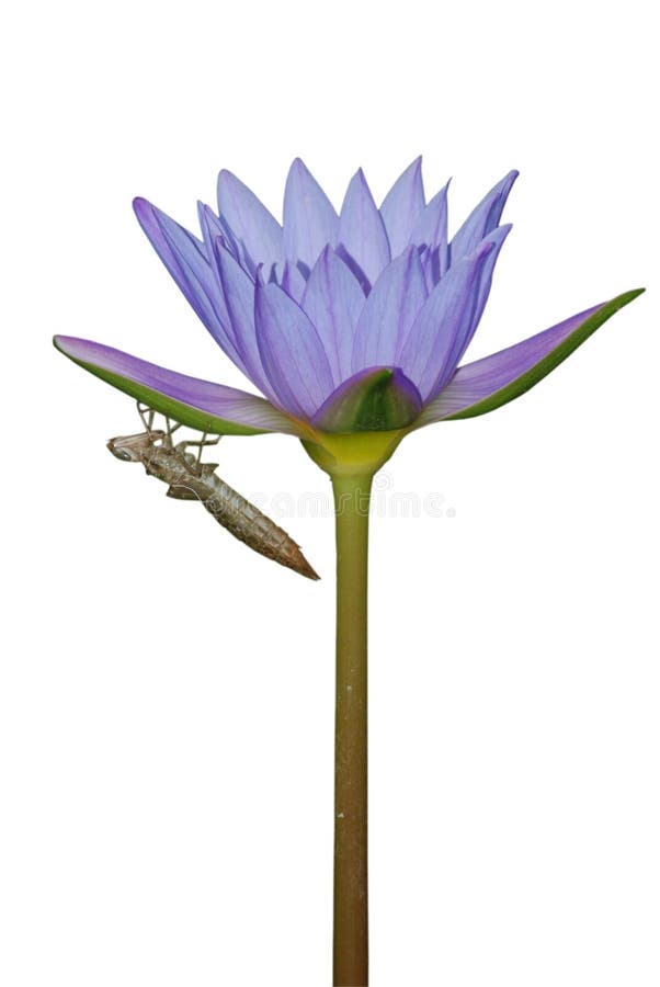 317 Lotus Flower Spread Stock Photos - Free & Royalty-Free Stock Photos ...