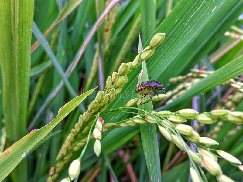 Insects that Inhabit Rice Fields Stock Image - Image of inhabit, rice ...