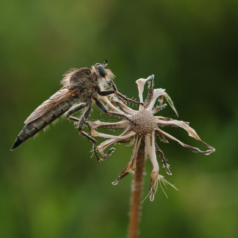 In nature stock photo. Image of life, morning, insects - 63171650