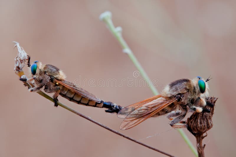 In nature stock image. Image of morning, sleep, dragonfly - 63171831