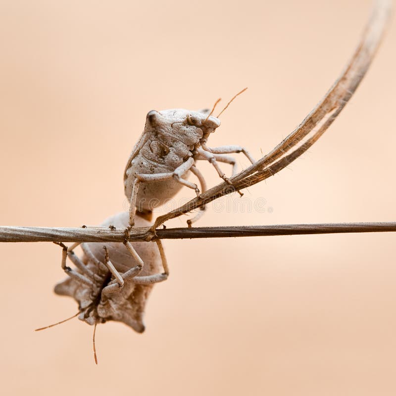 In nature stock photo. Image of sleep, pest, arthropod - 63171954