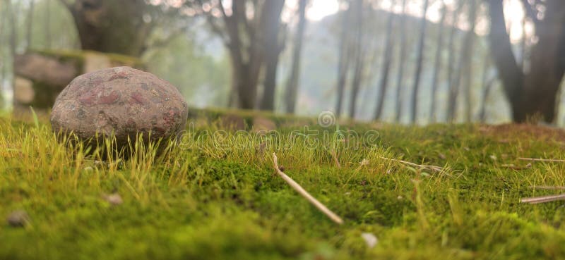 Nature Instant Click Random Peace Stock Photo - Image of nature, peace ...