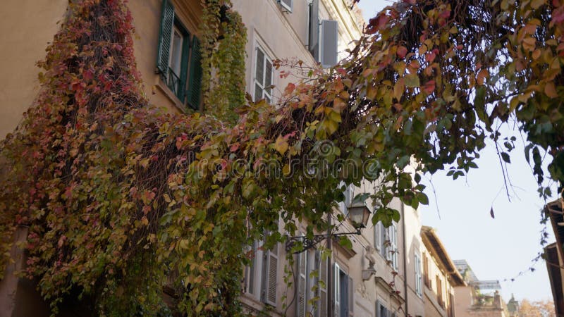 Nature Interacting with Buildings in Rome Stock Image - Image of rome ...
