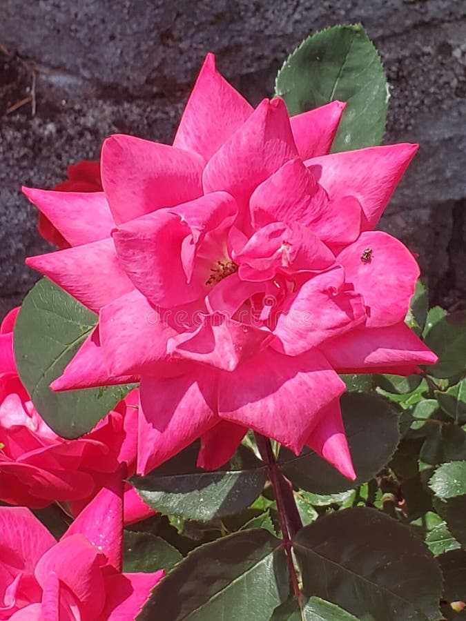 Nature at Its Finest. Blooming so Heavenly Stock Photo - Image of ...