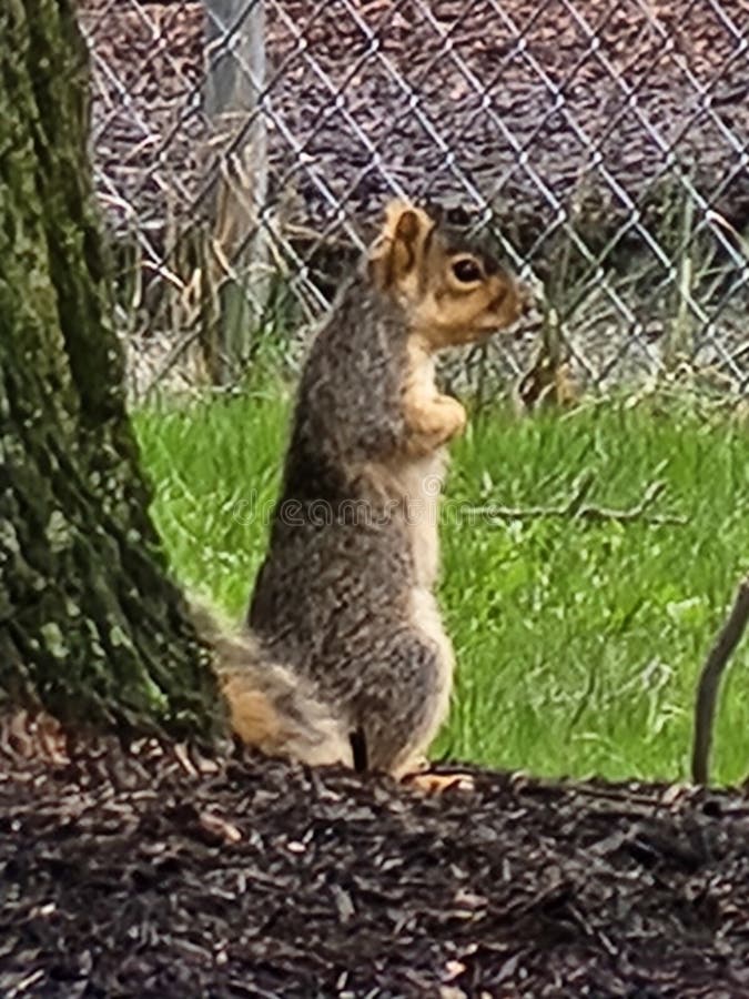 Nature at its finest stock image. Image of animal, nature - 271810429